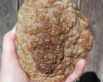 Agatized Dinosaur Poop Coprolite 12 mm Beads Fossilized