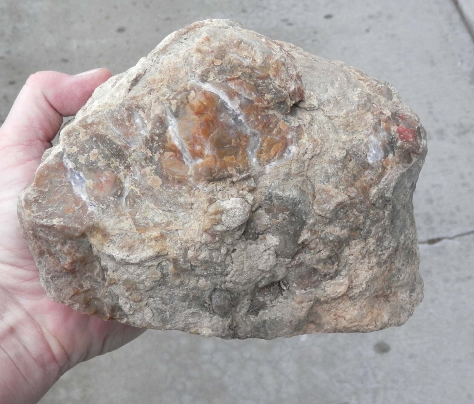 BR-59 Agatized Coprolite Rough Large 6 Lb Specimen from Utah | Etsy