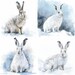 43 Beautiful Snow Bunny Clipart, Card Making, Winter Animal ...