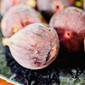 Fig Tree – Fast-growing, High-yield Edible Fruit Tree | Fresh, Sweet ...
