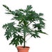 Red Lady Papaya Tree – Fast-growing Tropical Fruit Tree | Sweet, Juicy ...