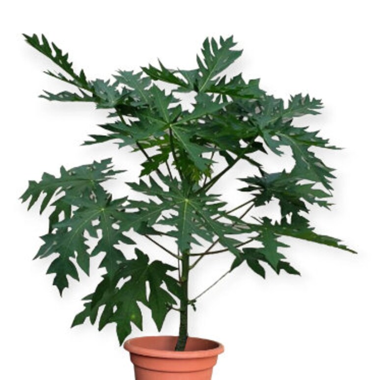 Red Lady Papaya Tree – Fast-growing Tropical Fruit Tree | Sweet, Juicy ...