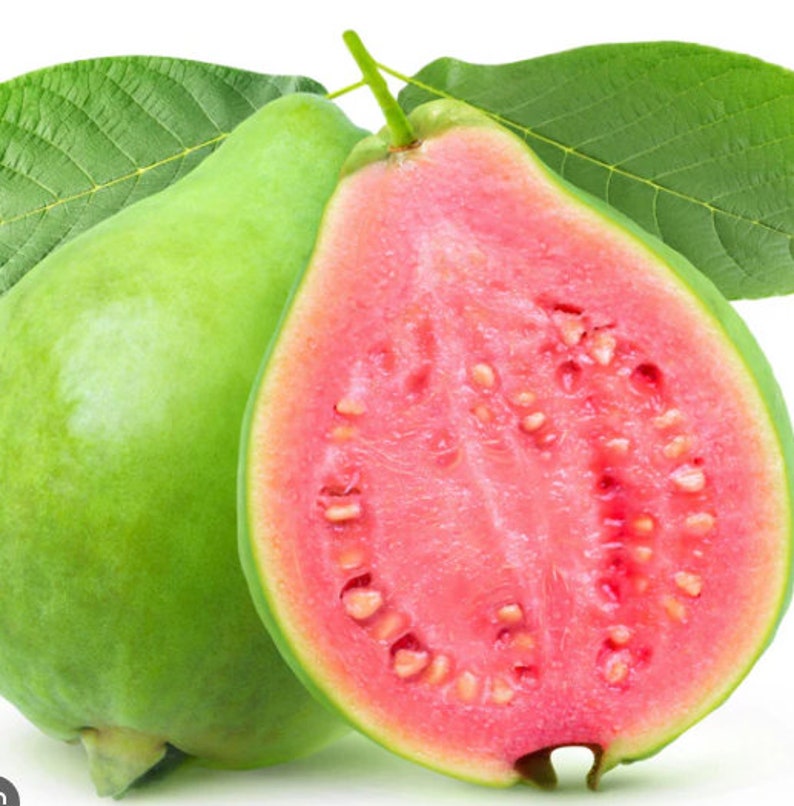 Guava Tree – Fast-growing Tropical Fruit Tree | Sweet, Exotic Guavas for Home Gardens | Perfect ...