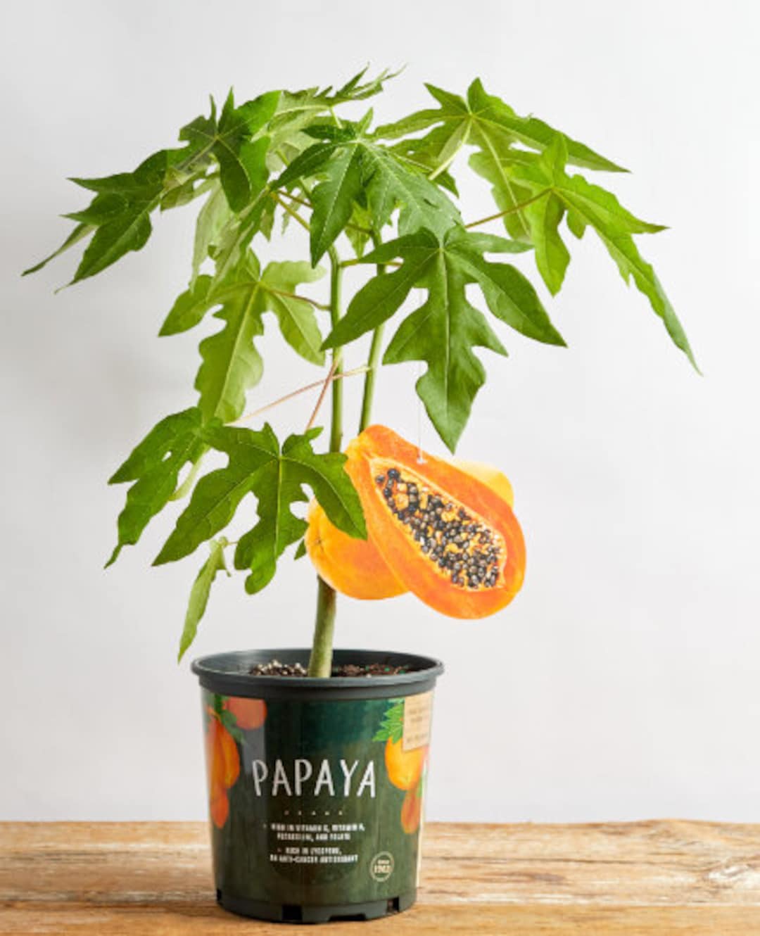 Red Lady Papaya Tree – Fast-growing Tropical Fruit Tree | Sweet, Juicy ...