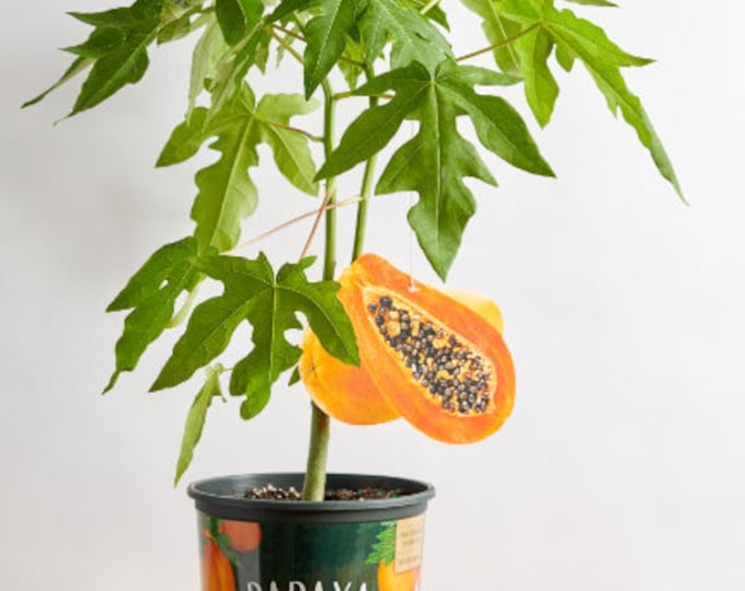 Red Lady Papaya Tree – Fast-growing Tropical Fruit Tree | Sweet, Juicy ...