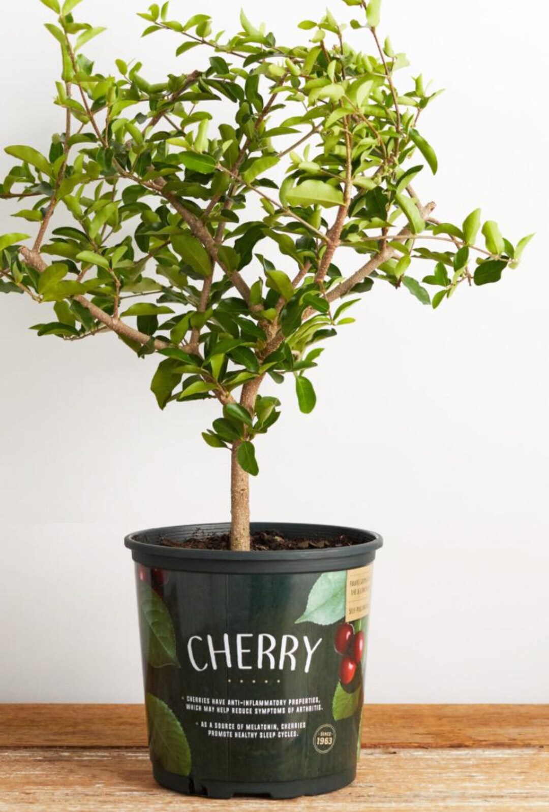 Cherry Tree – Fast-growing, High-yield Edible Fruit Tree | Homegrown ...