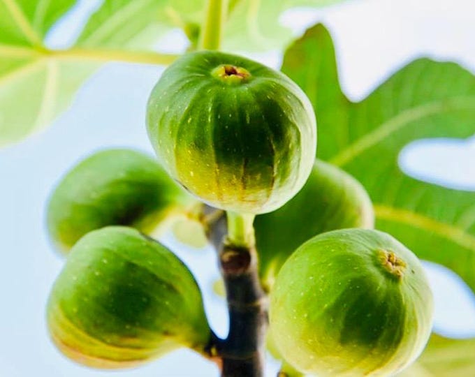 Fig Tree – Fast-growing, High-yield Edible Fruit Tree | Fresh, Sweet ...