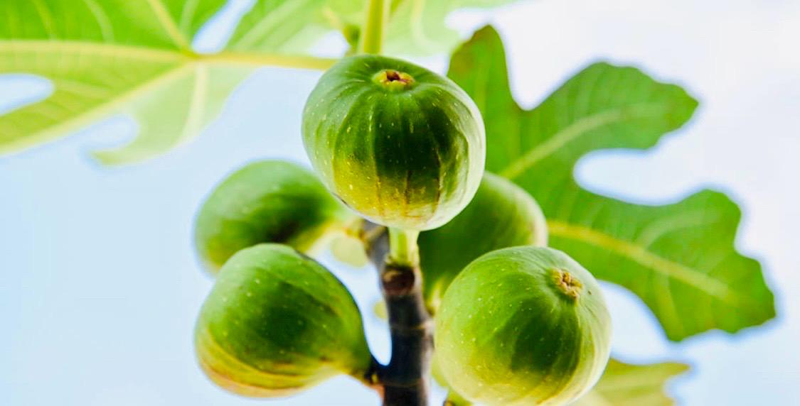 Fig Tree – Fast-growing, High-yield Edible Fruit Tree | Fresh, Sweet ...