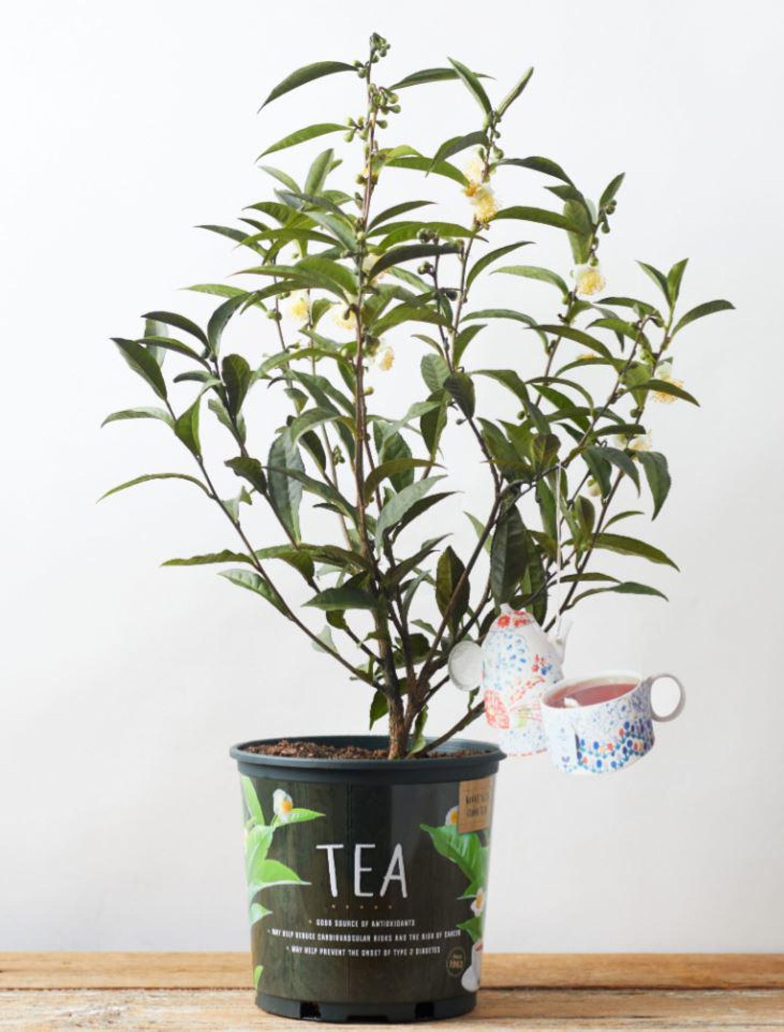 Tea Plant – Camellia Sinensis | Grow Your Own Green, Black, or Oolong ...