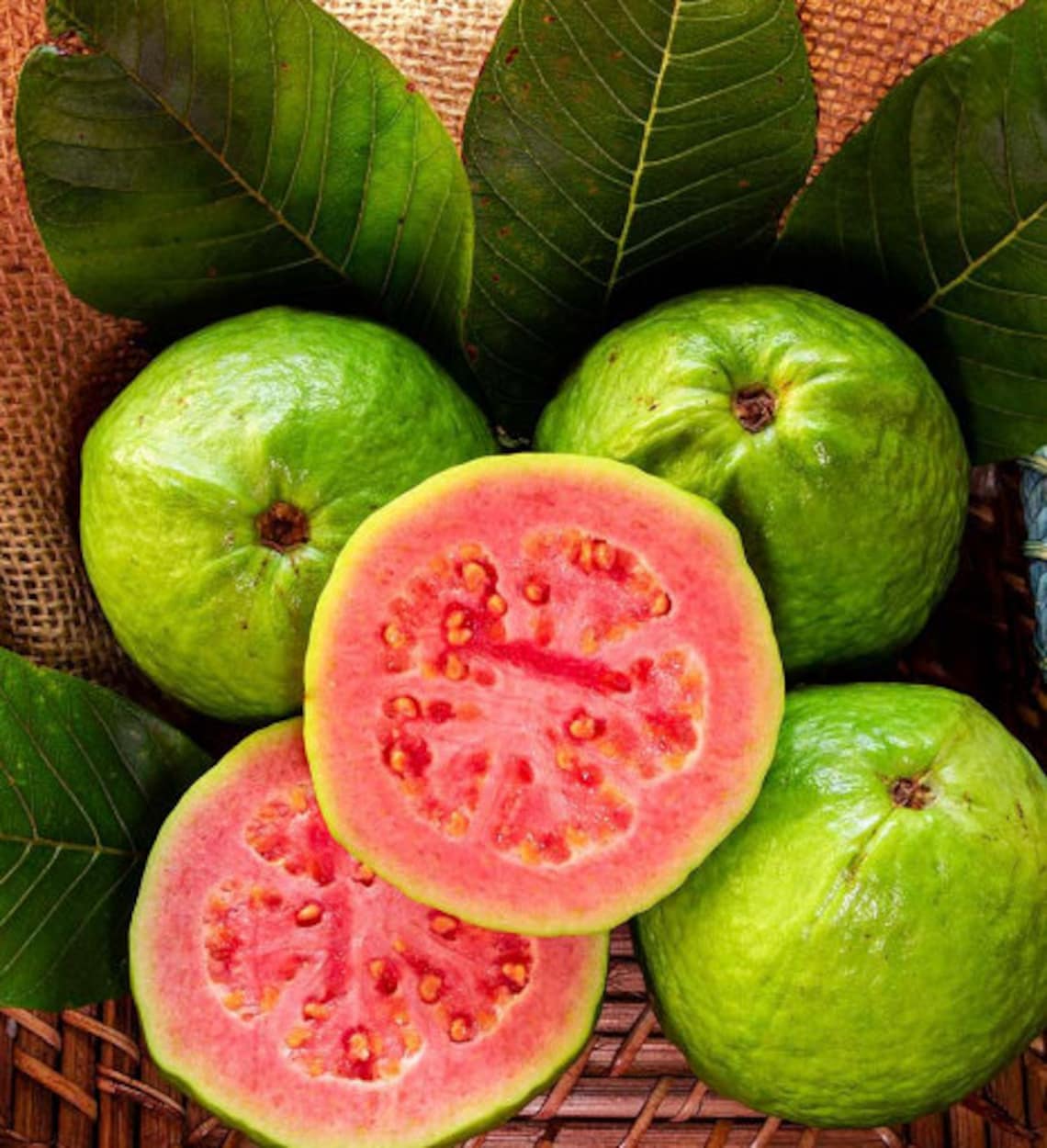 Guava Tree – Fast-growing Tropical Fruit Tree | Sweet, Exotic Guavas for Home Gardens | Perfect ...