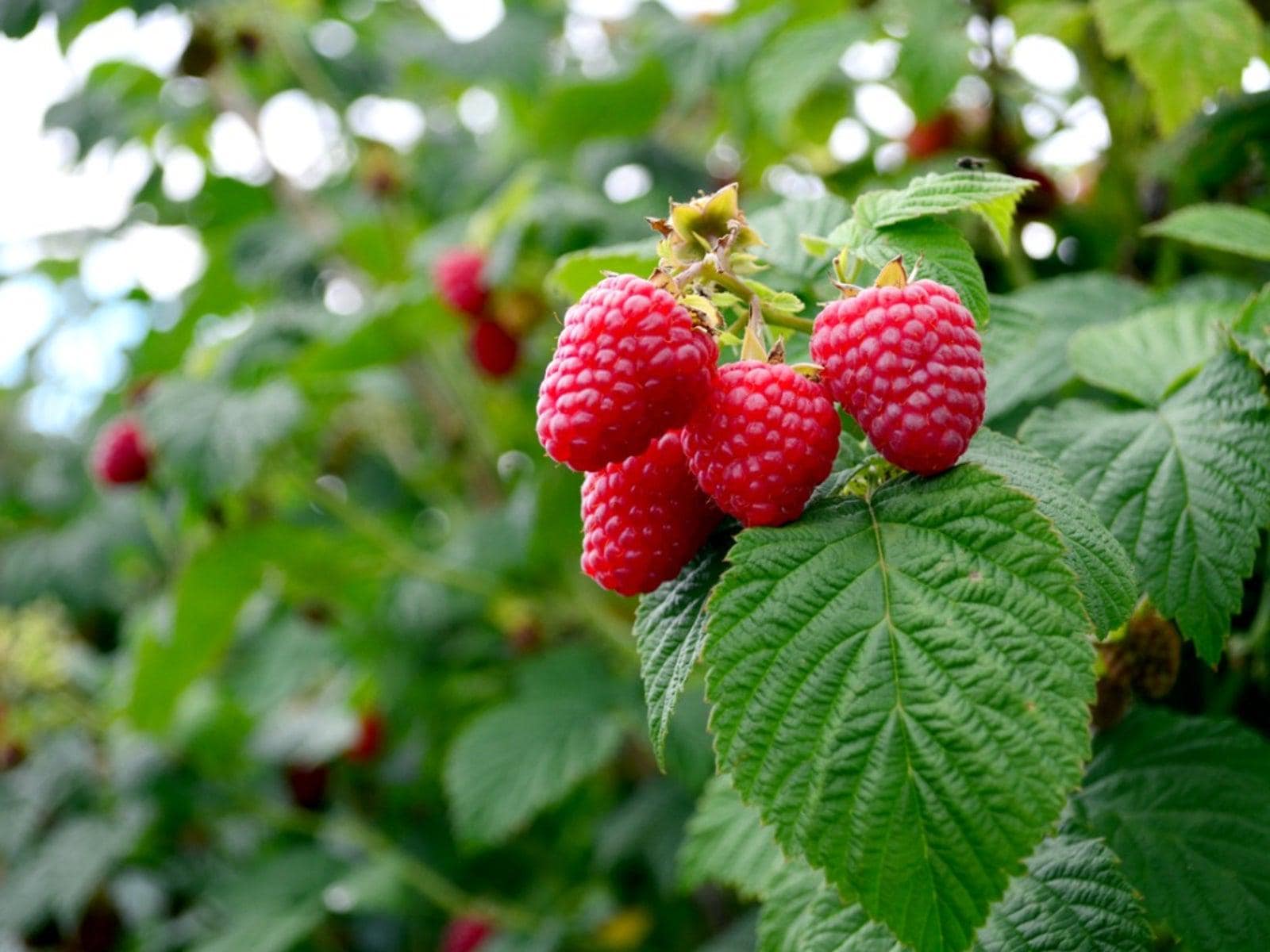 Raspberry Bush – High-yield Edible Fruit Plant | Fresh Homegrown ...