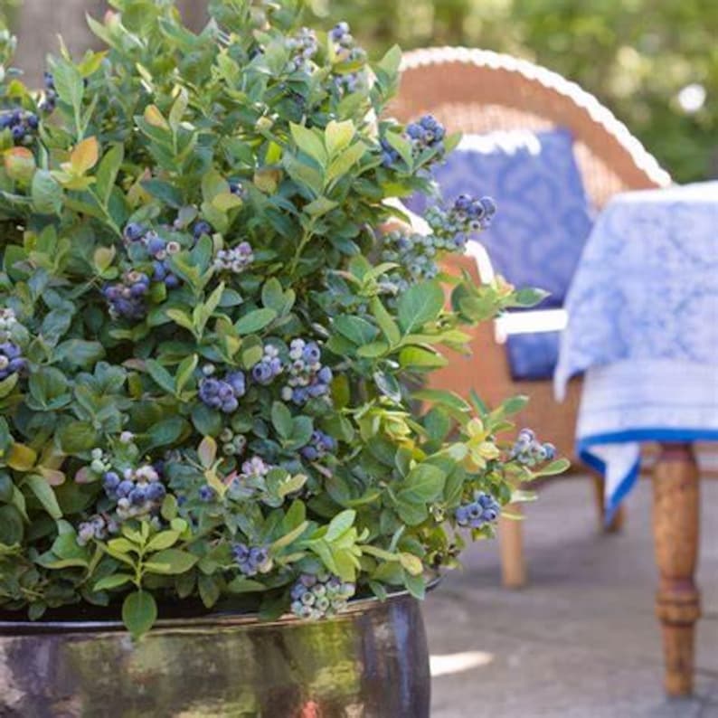 Live Blueberry Plant - Sweet Edible Fruit | 1 Gallon Pot | Compact ...