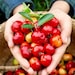 Cherry Tree – Fast-growing, High-yield Edible Fruit Tree | Homegrown ...