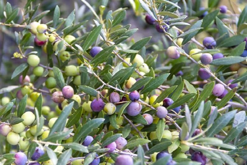 Arbequina Olive Tree – Fast-growing, High-yield Edible Tree | Mild ...