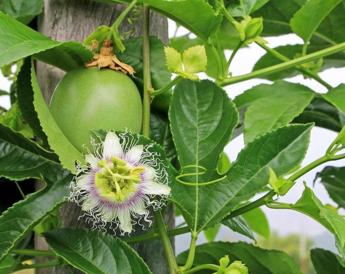 Passion Fruit Vine – Fast-growing Edible Tropical Vine | Sweet, Exotic ...