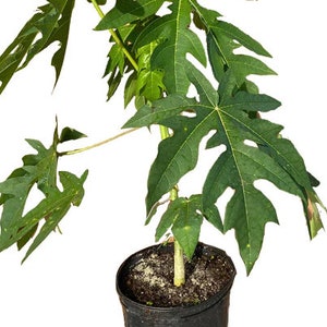 Red Lady Papaya Tree – Fast-growing Tropical Fruit Tree | Sweet, Juicy ...