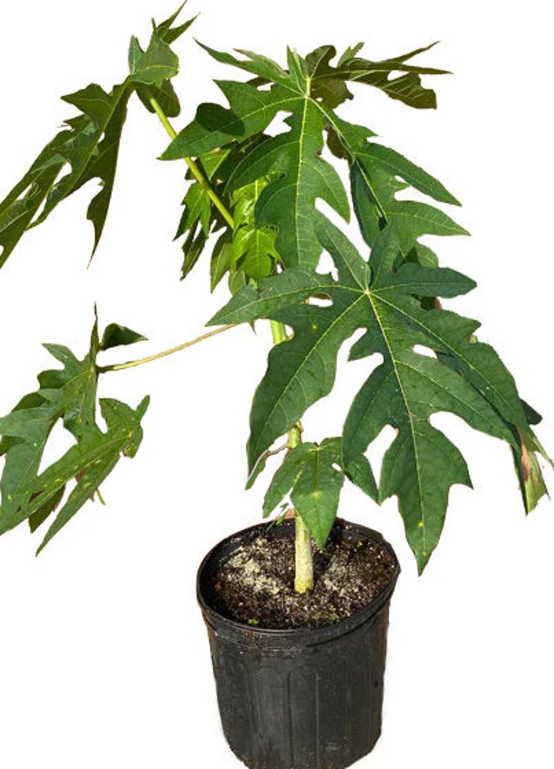 Red Lady Papaya Tree – Fast-growing Tropical Fruit Tree | Sweet, Juicy ...