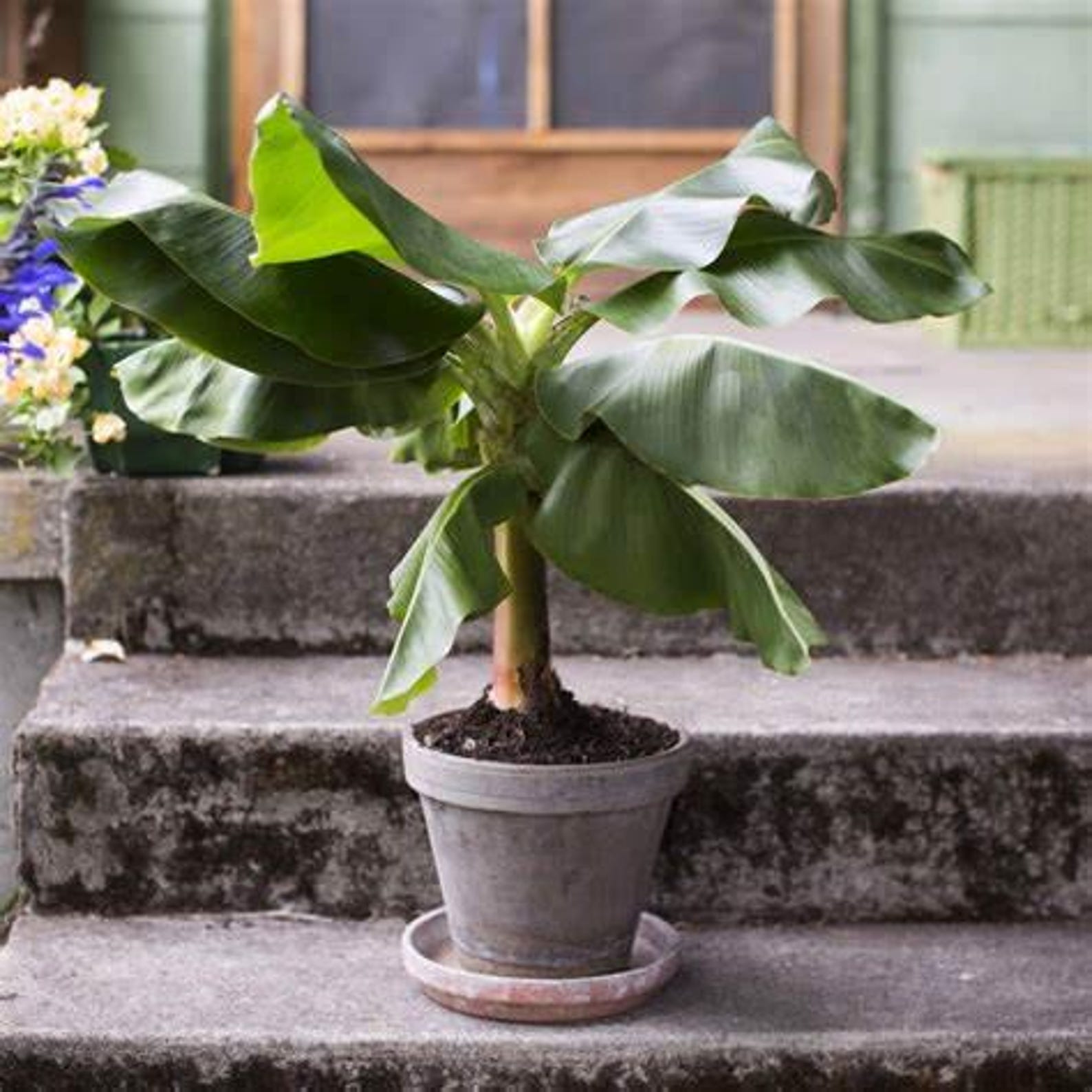 Banana ‘blue Java’ – Fast-growing, Cold-hardy Tropical Fruit Tree ...