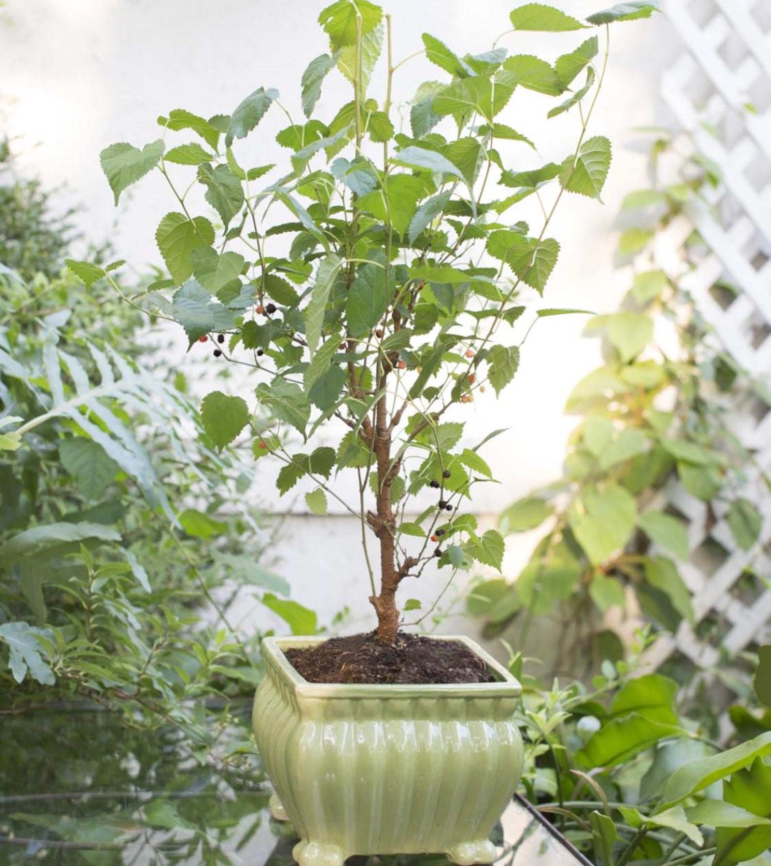 Mulberry Tree – Fast-growing Edible Fruit Tree | Sweet, Nutritious ...