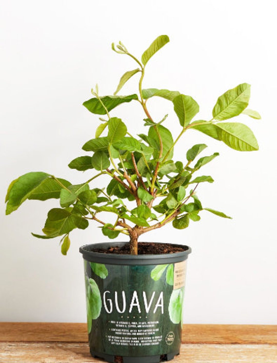 Guava Tree – Fast-growing Tropical Fruit Tree | Sweet, Exotic Guavas ...