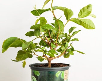 Mulberry Tree – Fast-growing Edible Fruit Tree | Sweet, Nutritious ...