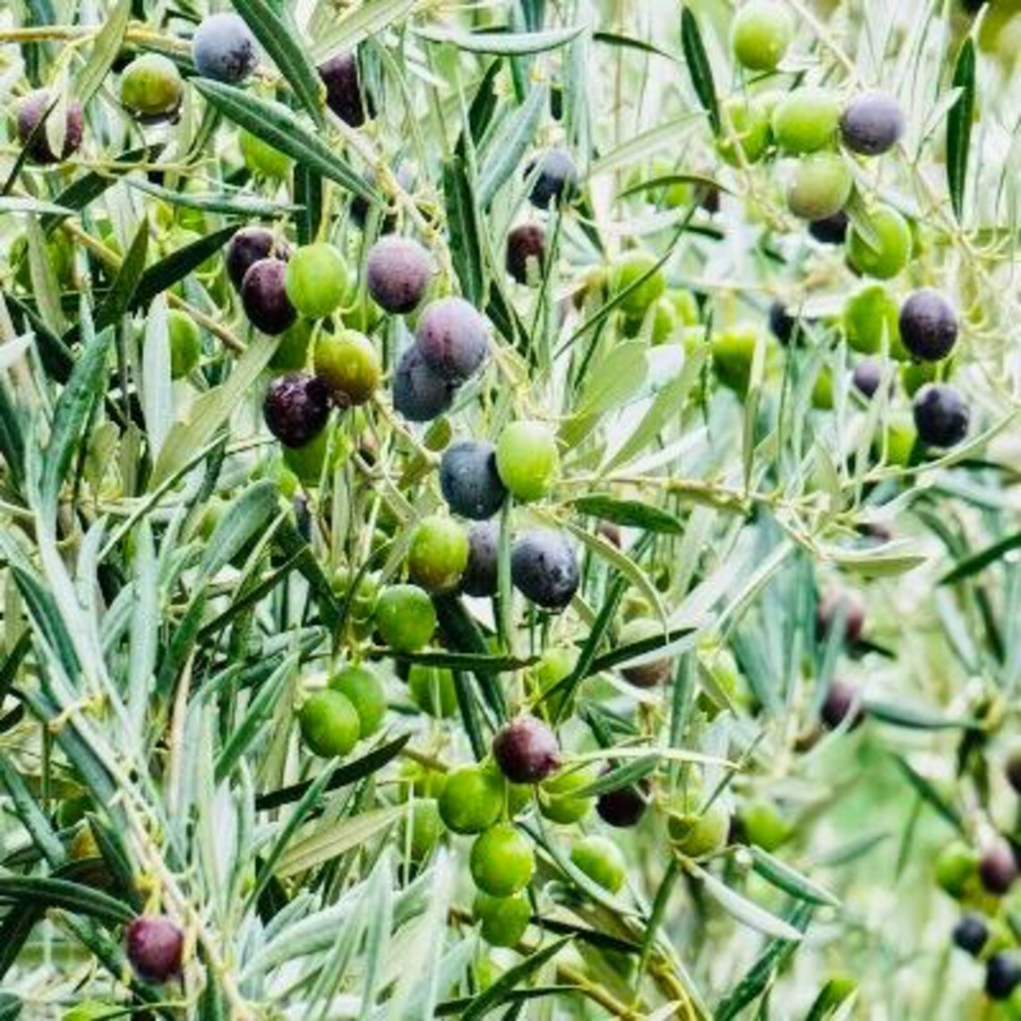 Arbequina Olive Tree – Fast-growing, High-yield Edible Tree | Mild ...