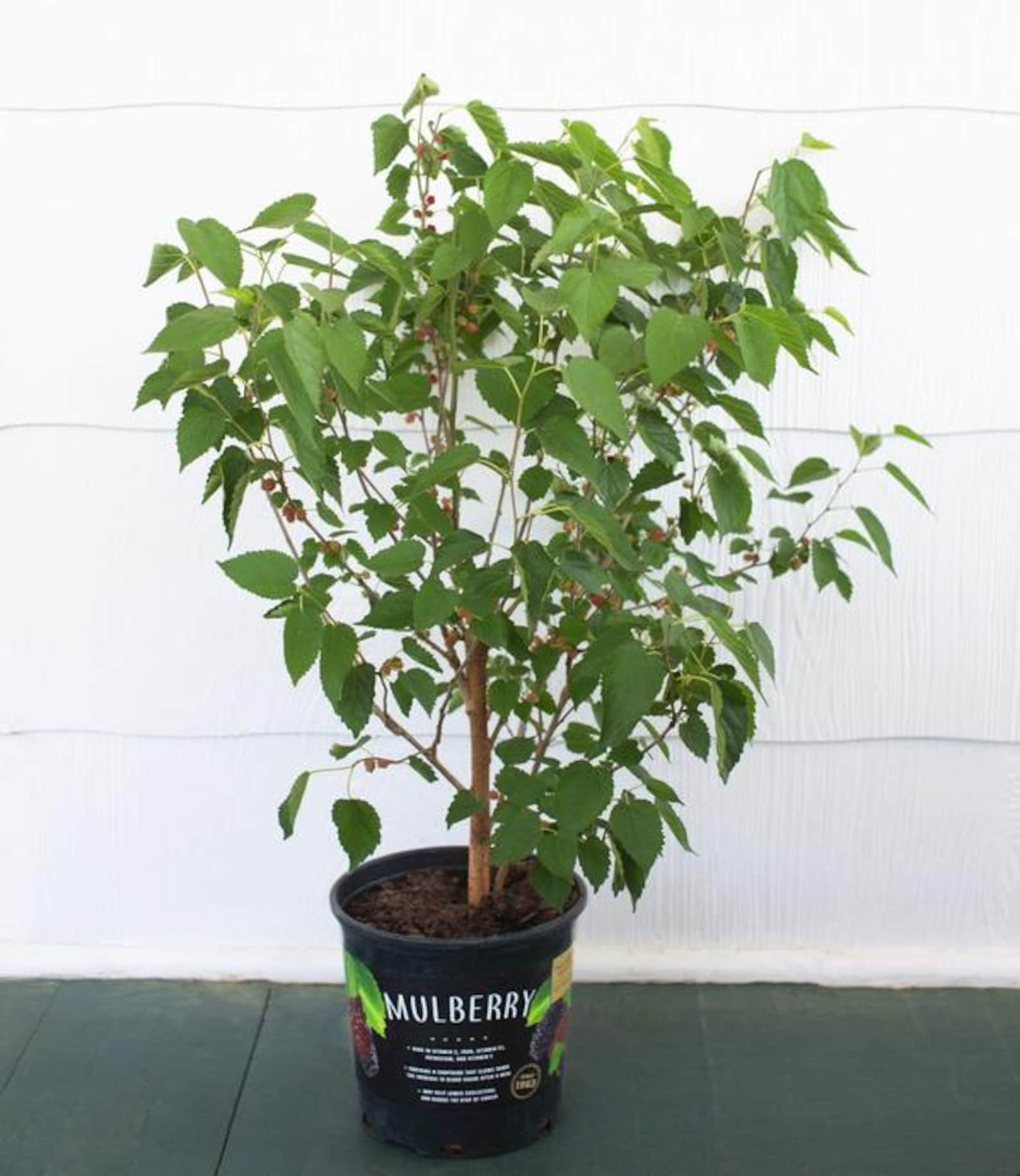 Mulberry Tree – Fast-growing Edible Fruit Tree | Sweet, Nutritious ...