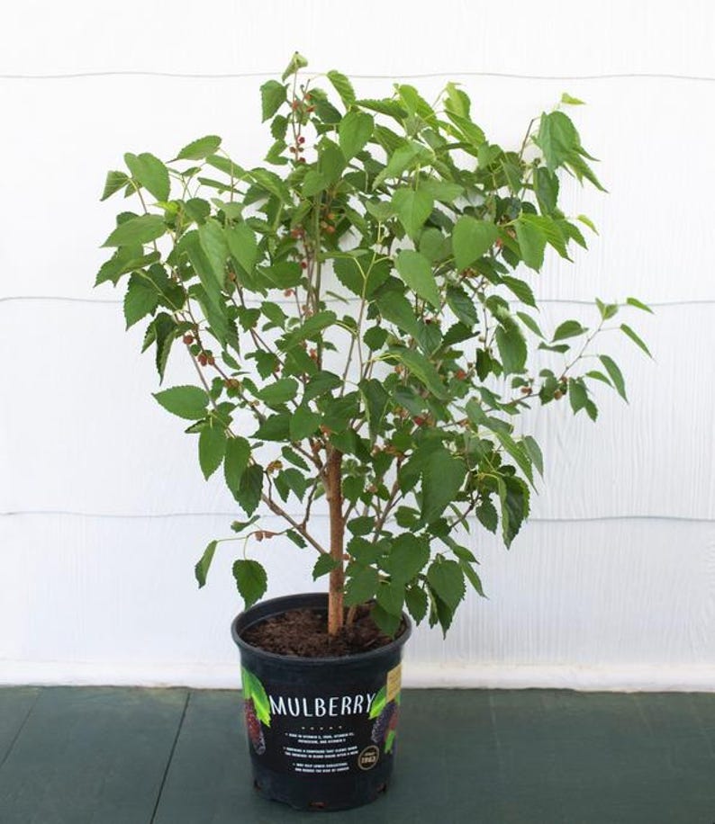 Mulberry Tree – Fast-growing Edible Fruit Tree | Sweet, Nutritious ...