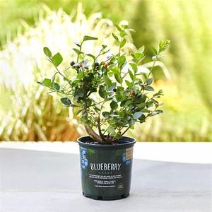 Live Blueberry Plant - Sweet Edible Fruit | 1 Gallon Pot | Compact ...