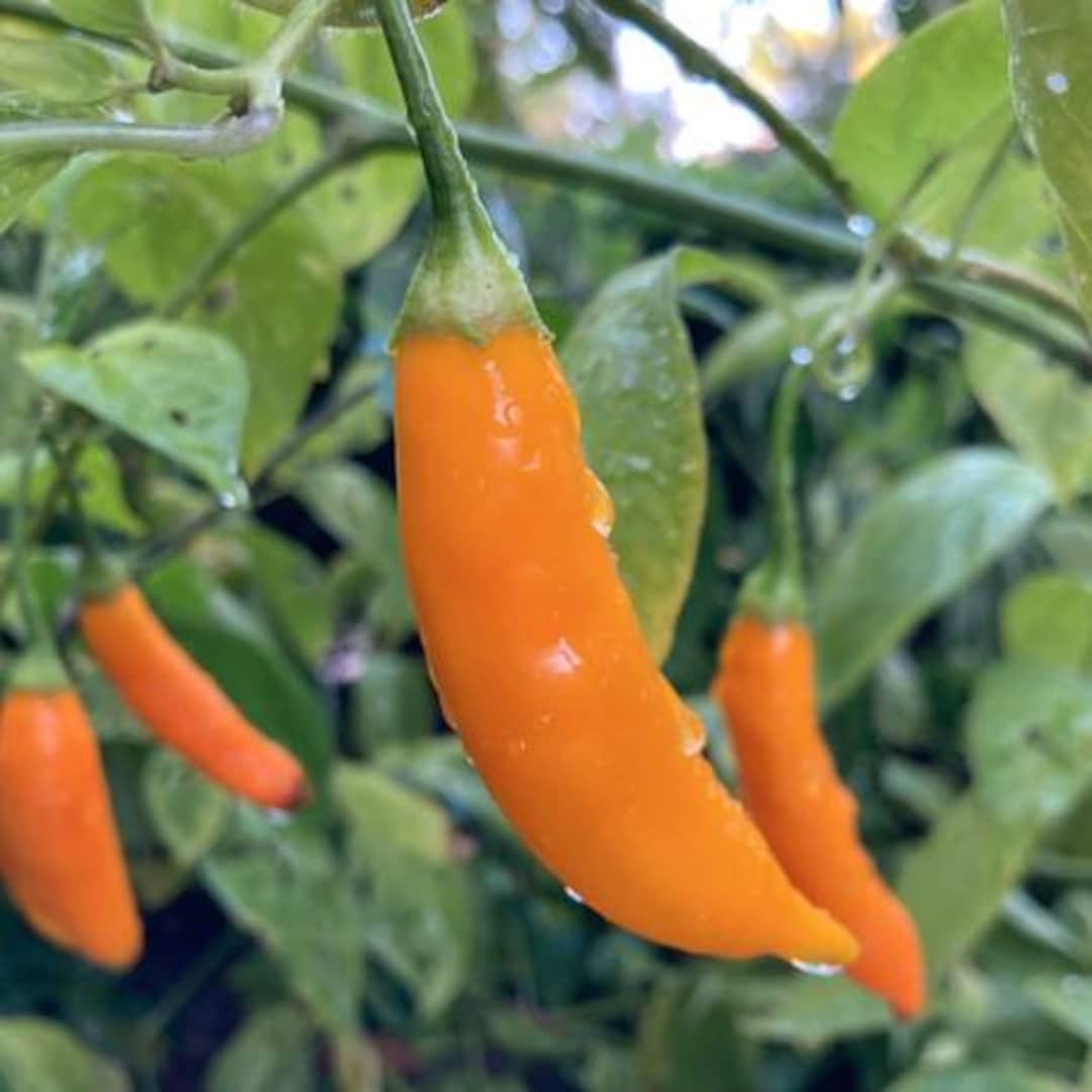 Aji Amarillo Pepper Plant - High-yield Hot Pepper - Spicy Peruvian ...