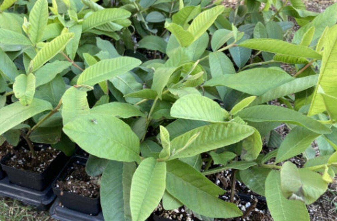 Guava Tree – Fast-growing Tropical Fruit Tree | Sweet, Exotic Guavas for Home Gardens | Perfect ...