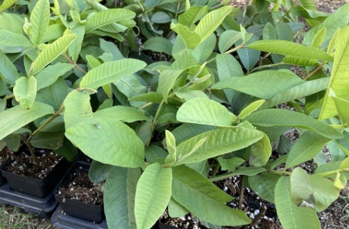 Guava Tree – Fast-growing Tropical Fruit Tree | Sweet, Exotic Guavas ...