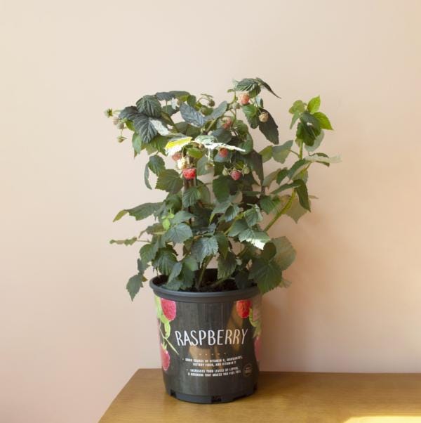 Raspberry Bush – High-yield Edible Fruit Plant | Fresh Homegrown ...
