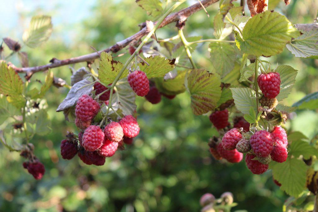 Raspberry Bush – High-yield Edible Fruit Plant | Fresh Homegrown ...
