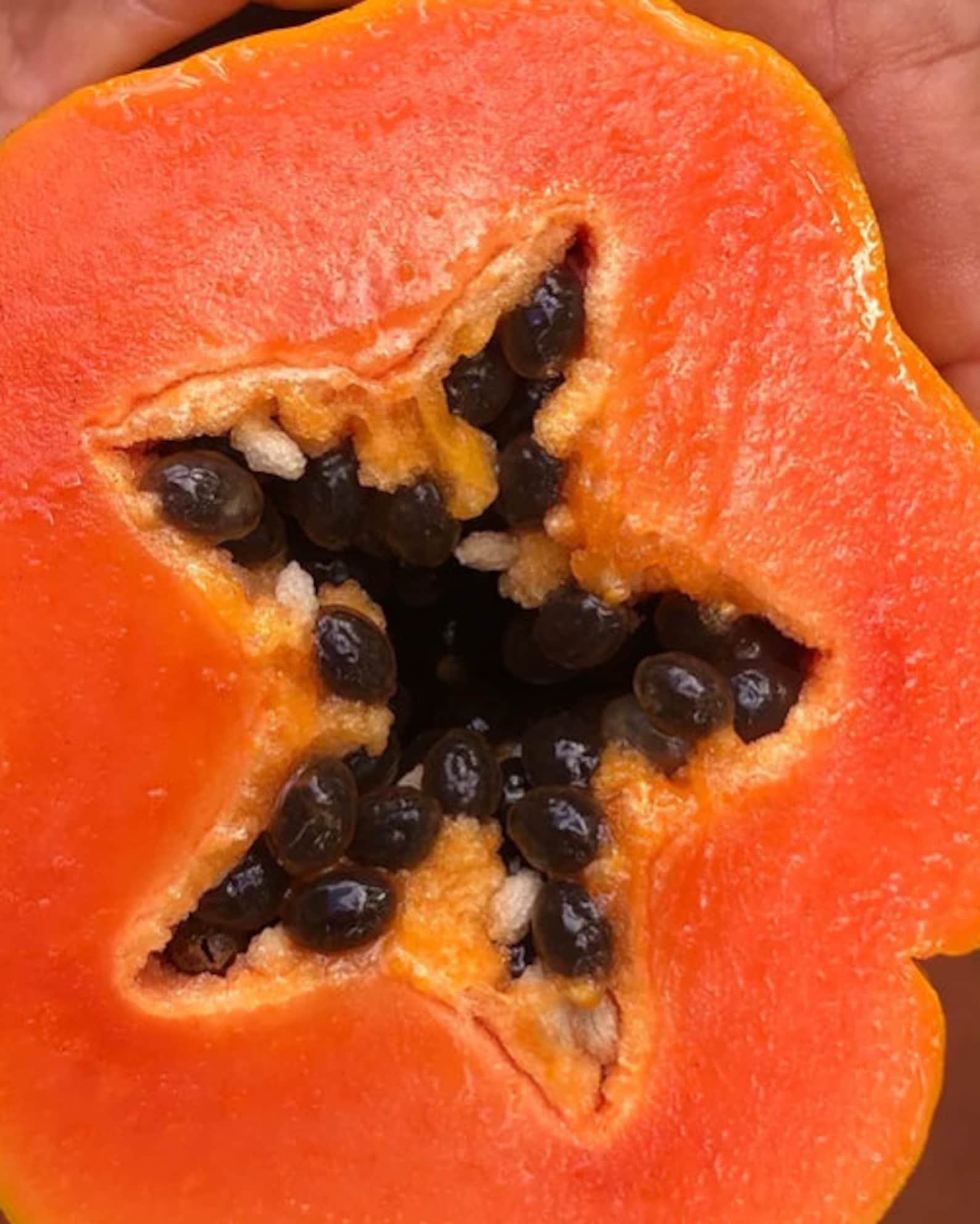 Red Lady Papaya Tree – Fast-growing Tropical Fruit Tree | Sweet, Juicy ...