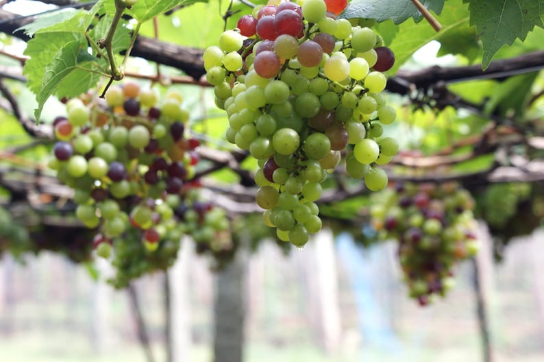 Grape Vine – Fast-growing, High-yield Edible Fruit Plant | Sweet, Juicy Grapes for Home Gardens ...