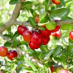 Cherry Tree – Fast-growing, High-yield Edible Fruit Tree | Homegrown ...