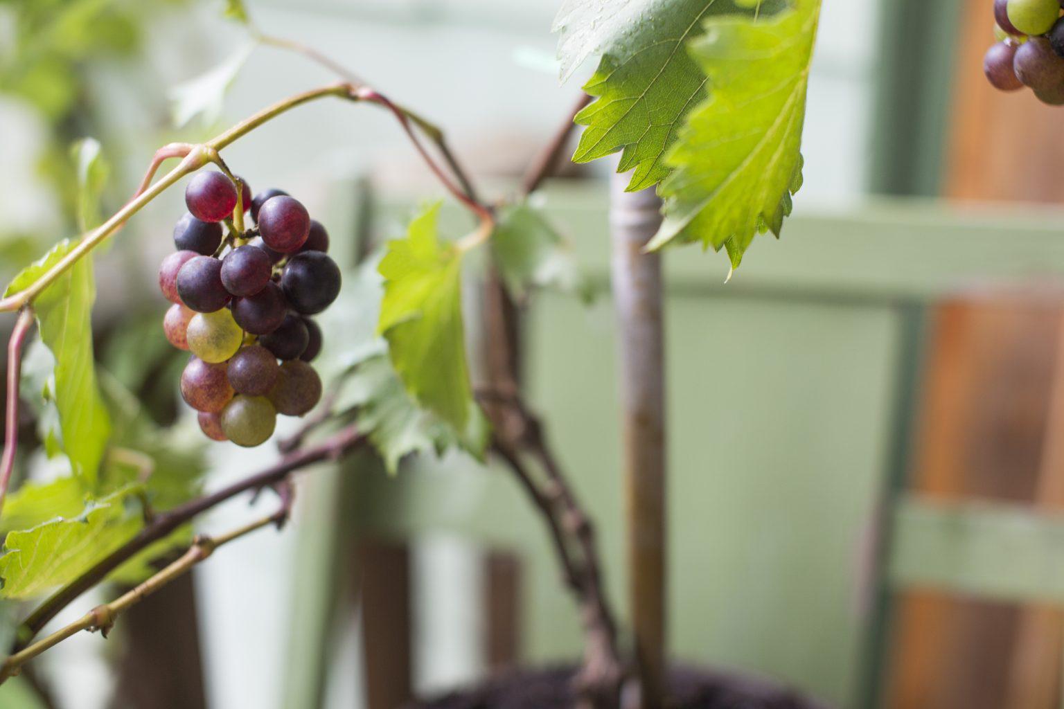 Grape Vine – Fast-growing, High-yield Edible Fruit Plant | Sweet, Juicy ...