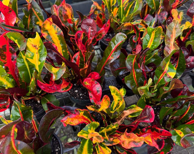 Croton Magnificent - Etsy