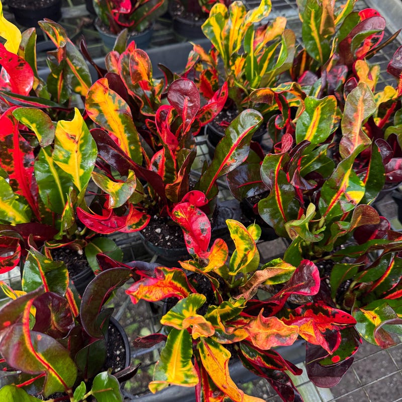 4 Croton Plants - Etsy