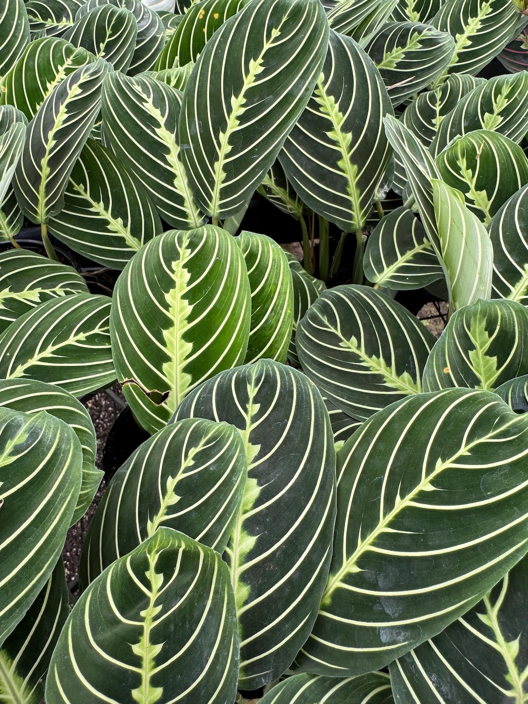 Prayer Plants Varieties to Choose From - Etsy