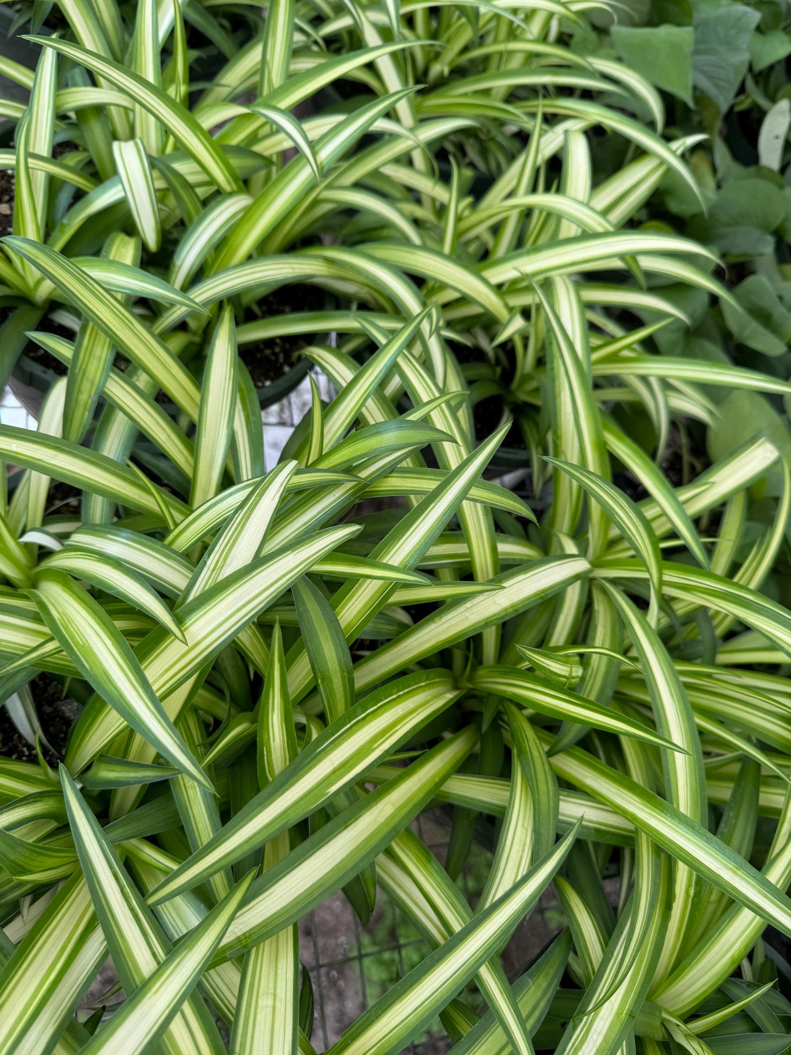 Pet Friendly Plants 4 Pack - Etsy