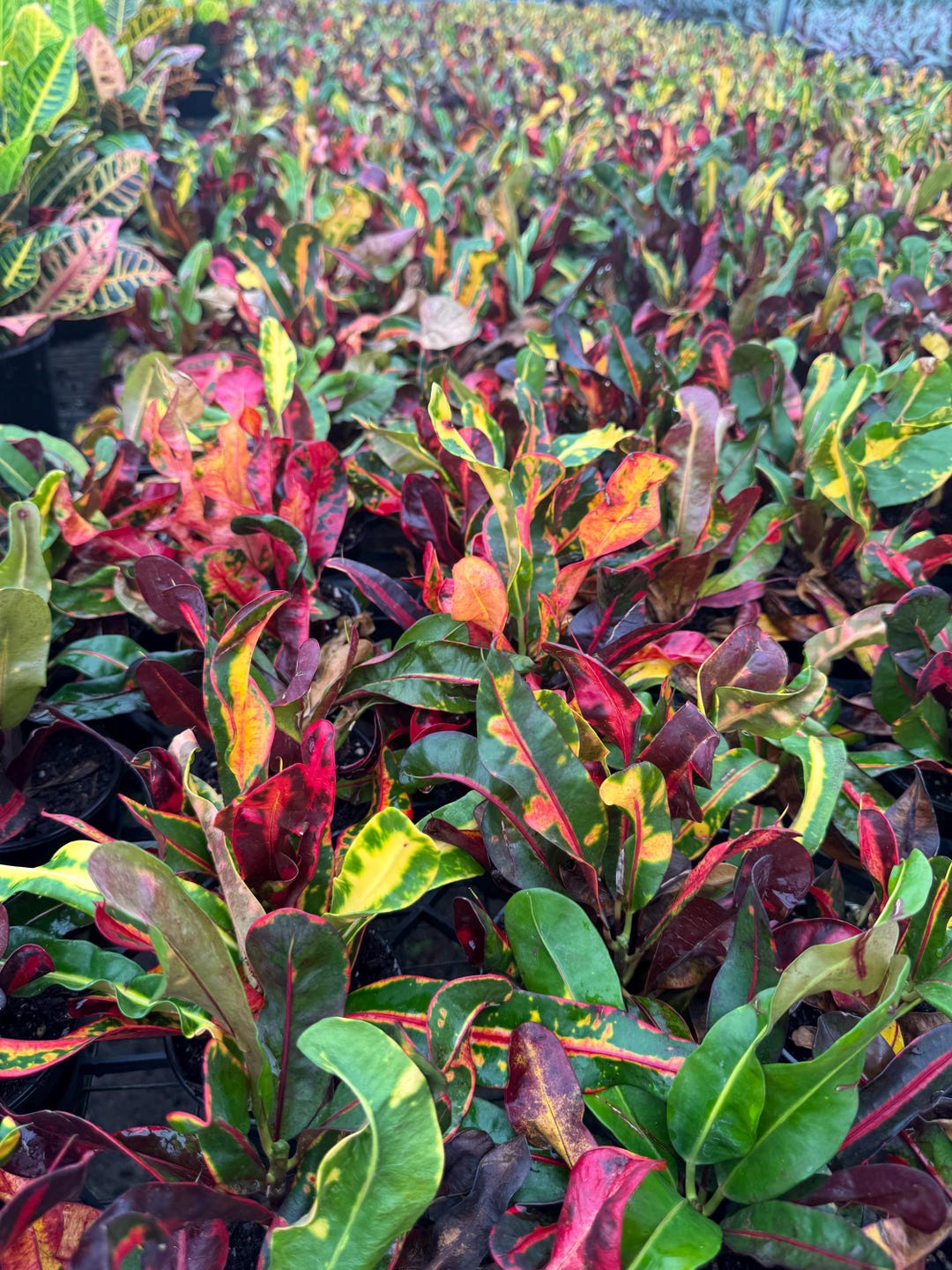 Assorted Plants 4 Pack (you Can Choose From) - Etsy