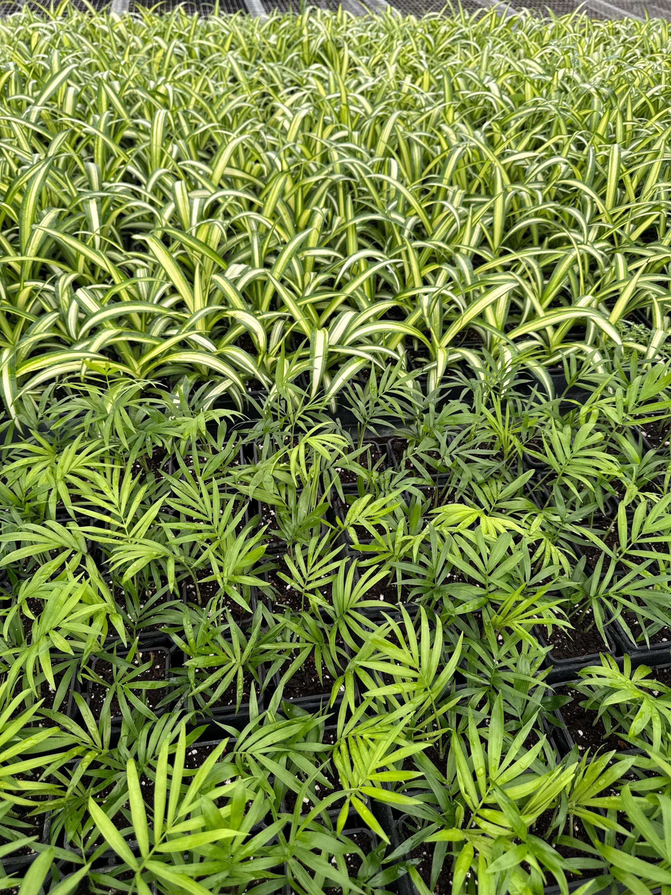 Pet Friendly Plants 4 Pack - Etsy