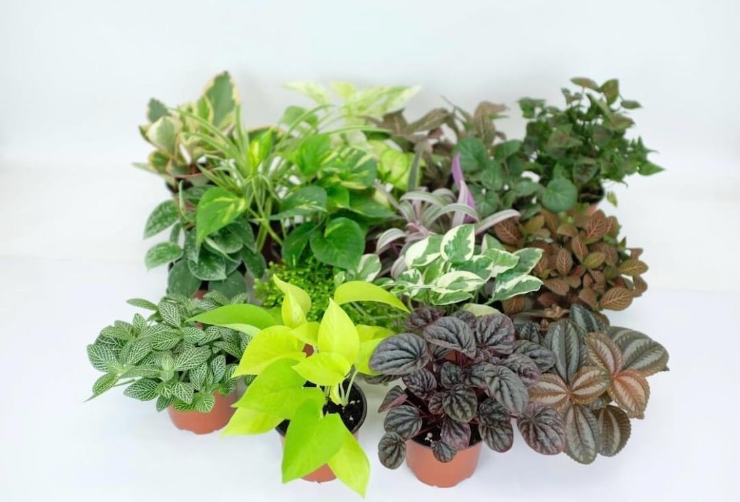 10 Pack Live Mini House Plants in 2” Pots, Indoor Plant Assortment - Etsy