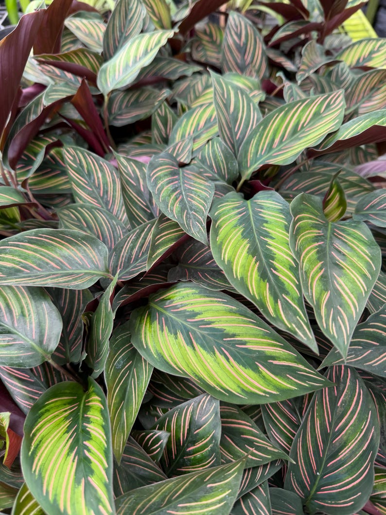 Calathea Plant 4": Pet-safe Indoor Plant - Etsy