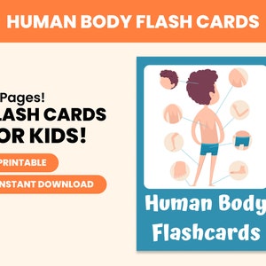 Human Body Flash Cards, Wall Art for Kids Ready-to-print - Etsy