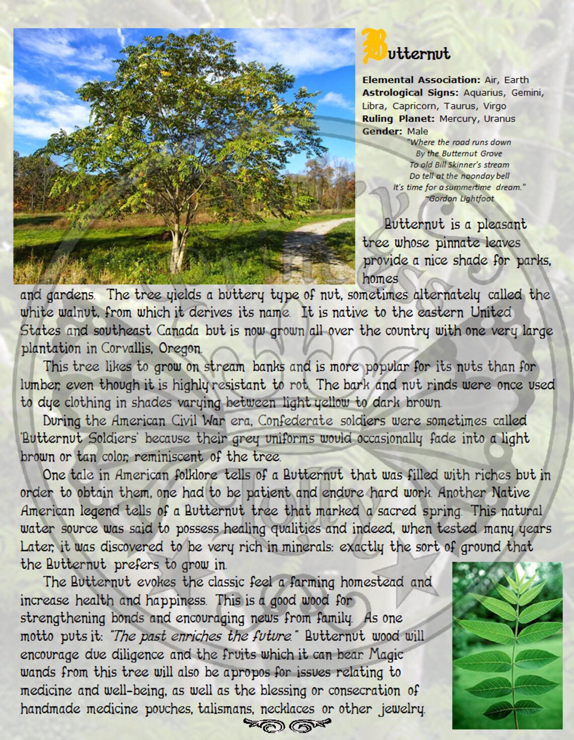 BUTTERNUT Tree Lore Bark Scrolls, Instant Download, Magic Wand, Book of ...