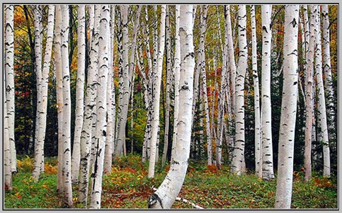 BIRCH MAGIC Properties BOS Instant Download Page WaND Bark | Etsy