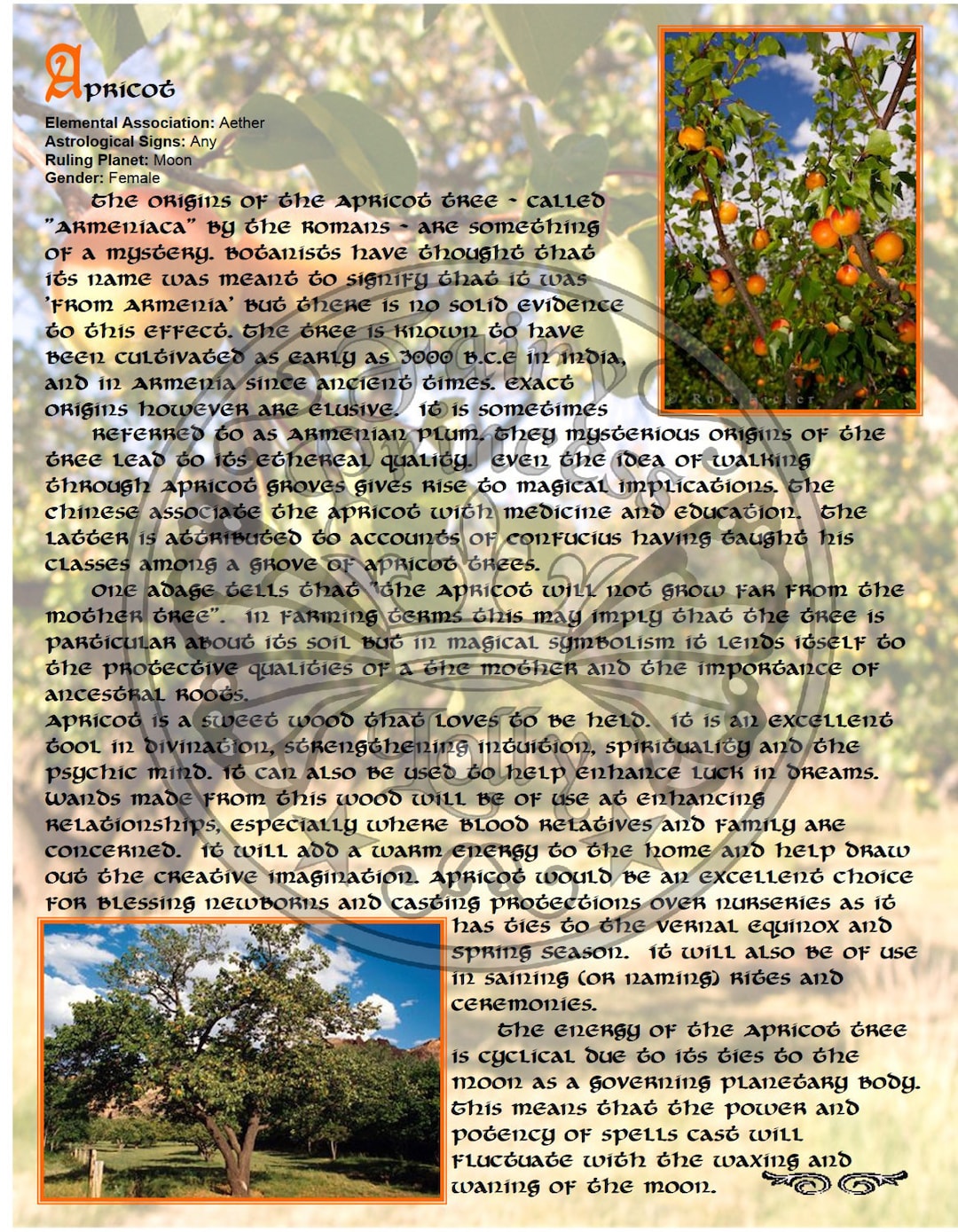 APRICOT Tree MAGIC Properties, BOS Instant Download Page, Wand, Bark ...